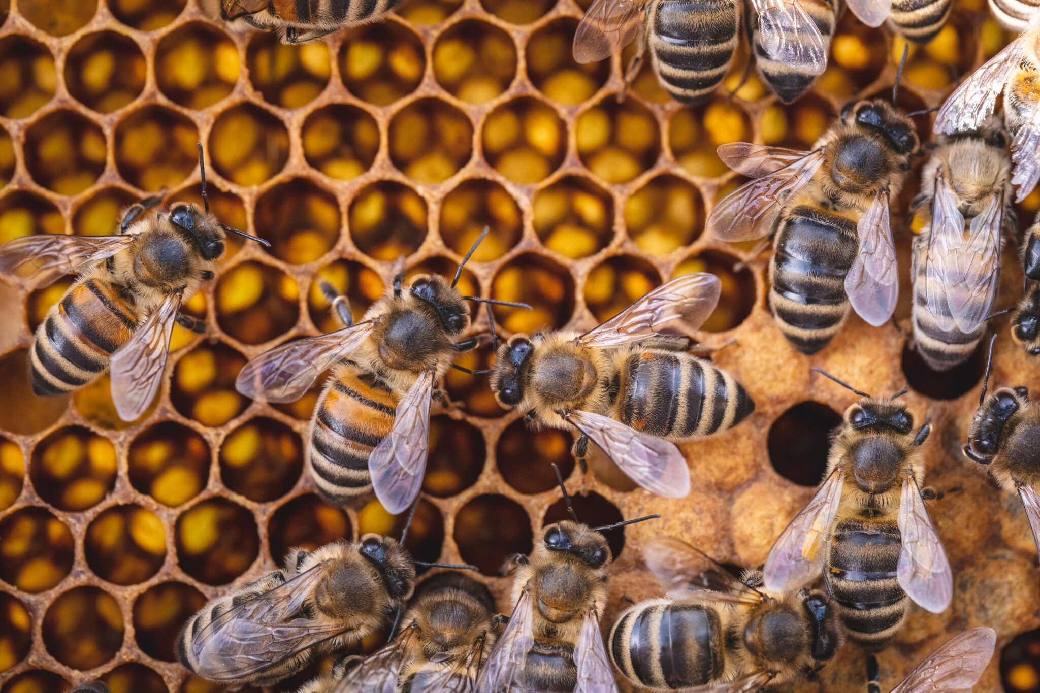 Startseite | Schweizerische Bienen-Zeitung